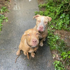 Great Endeavour Rally - Justin Humphrey